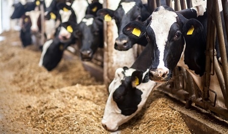 Crops vs. Livestock - Which is Better for You and the Environment?