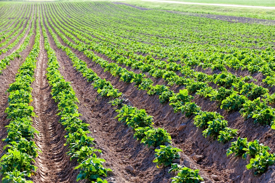 Cover Crops Fueling a Greener Future: 70 % Emissions Cuts