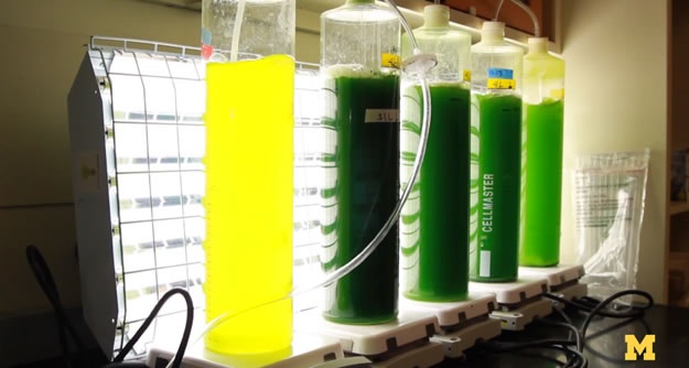 Turning Algae into Oil