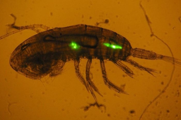 Biological Pumps: How Zooplankton are Transporting Microplastics to the ...